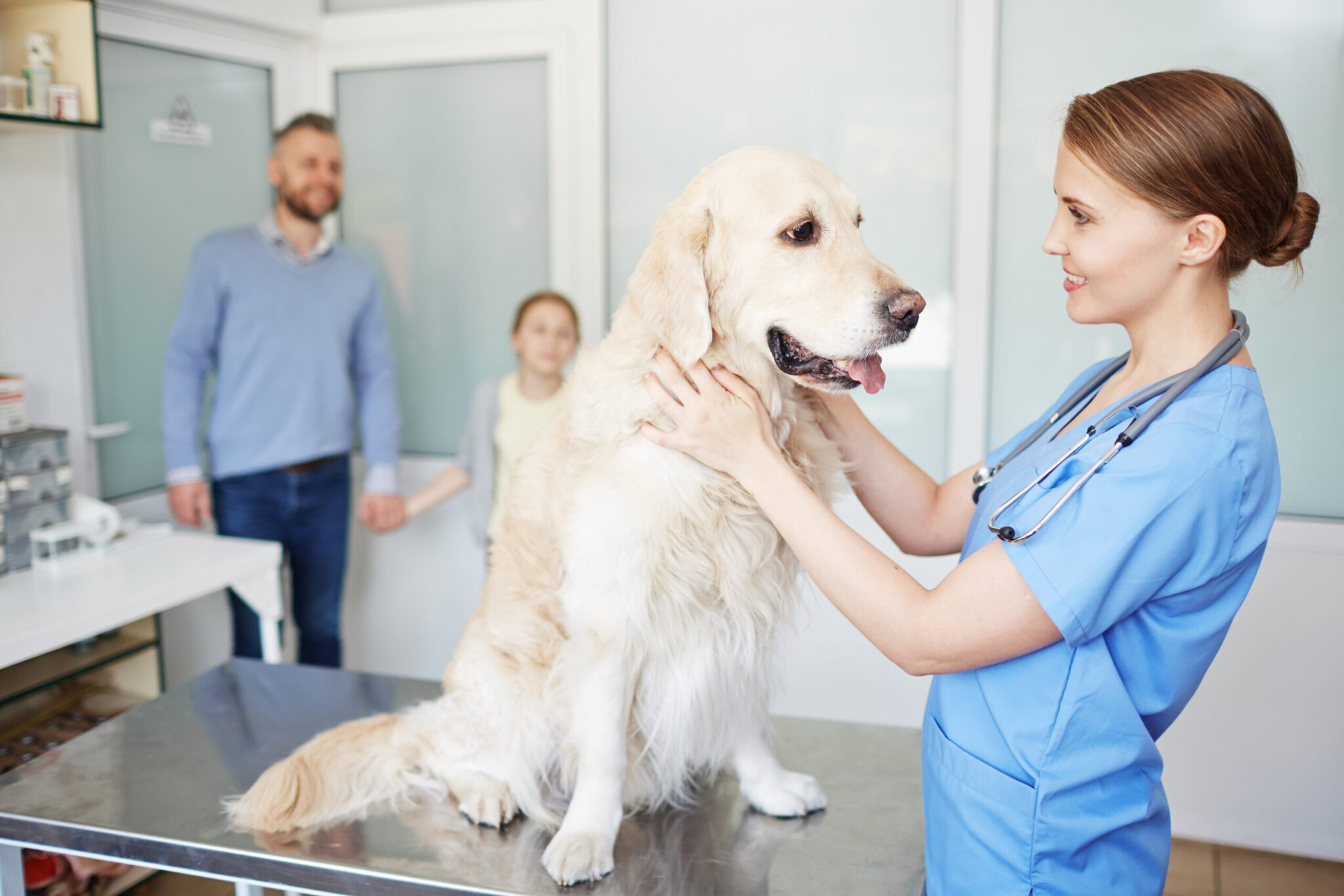 What To Expect From a Career in Veterinary Medicine – AtMedica